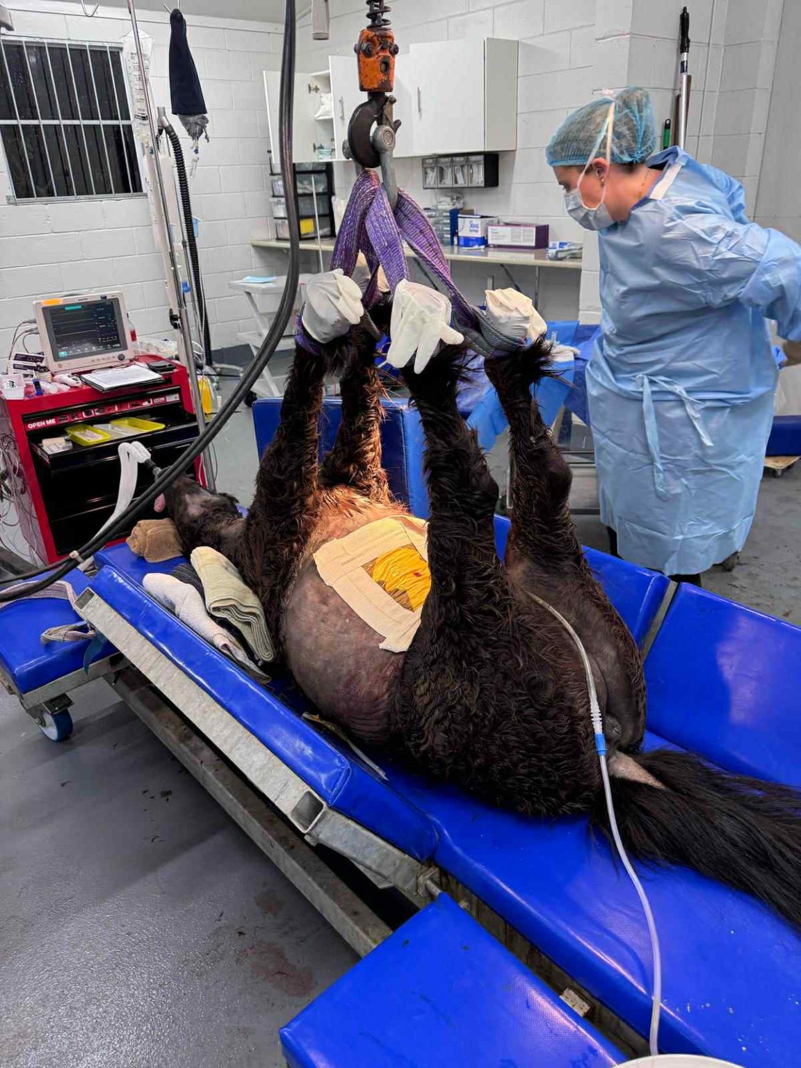 Sunshine Coast Makes History with First-Ever Equine Colic Surgery – The ...